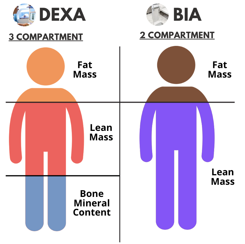 DEXA vs BIA: Which Is the Best for Body Composition Analysis? - Ideal ...